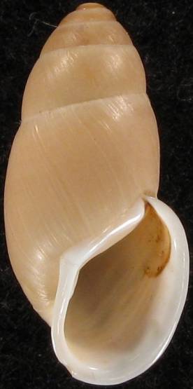 shellauction.net :: Buliminus labrosus spirectinus - 3635297