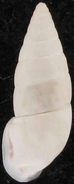 shellauction.net :: Cyclodontina inflata - 3635306