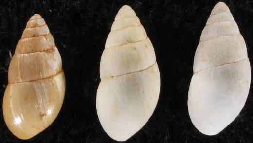 shellauction.net :: Glessula parabilis - 3635311