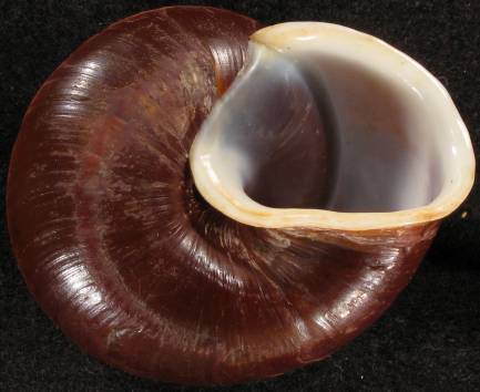 shellauction.net :: Hadra webbi - 3635314