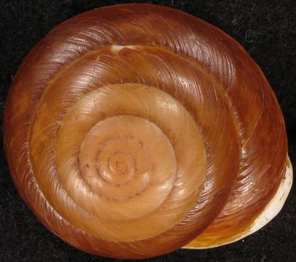 shellauction.net :: Hadra webbi - 3635314