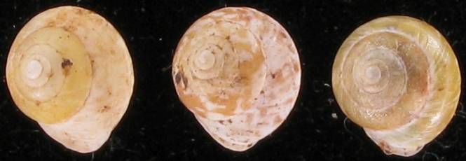 shellauction.net :: Helicina clappi - 3635317