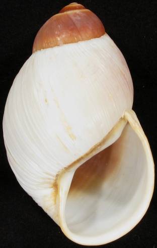 shellauction.net :: Megalobulimus maximus - 3635330