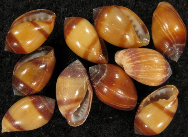 shellauction.net :: Melampus flavus - 3635332