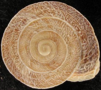 shellauction.net :: Otala tingitana f. minetti - 3635350