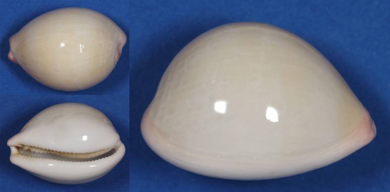 shellauction.net :: Austrocypraea reevei microsphaerica - 3635409