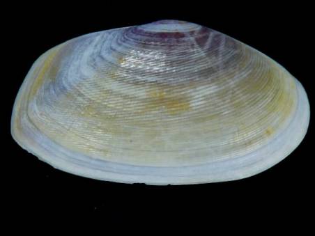 shellauction.net :: Gari lessoni - 3635417