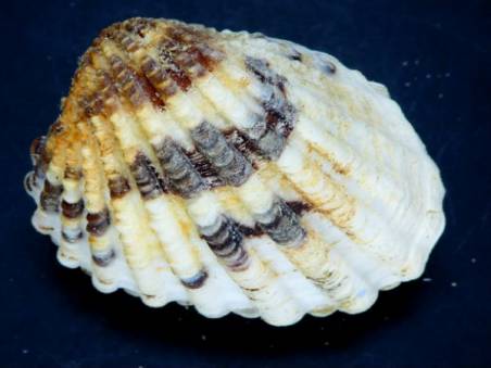 shellauction.net :: Cardita incrassata - 3635440