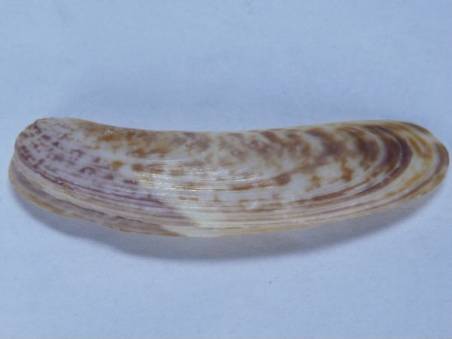 shellauction.net :: Ensiculus cultellus - 3635441