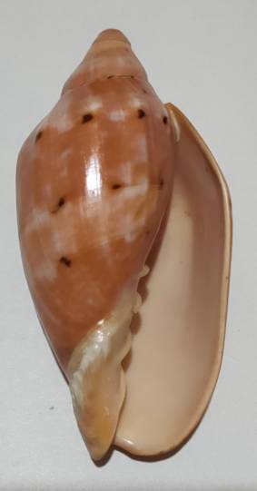 shellauction.net :: Cymbiola malayensis - 3635443