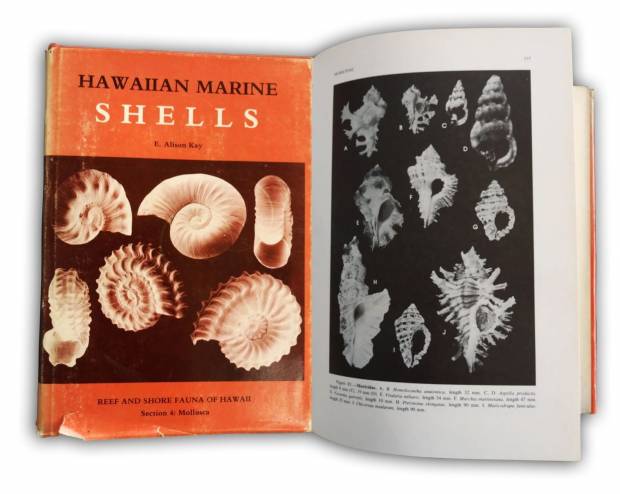 shellauction.net :: E. Alison Kay Hawaiian marine shells - 3635477