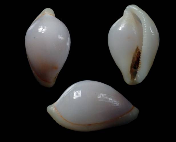 shellauction.net :: Diminovula sp. - 3635587