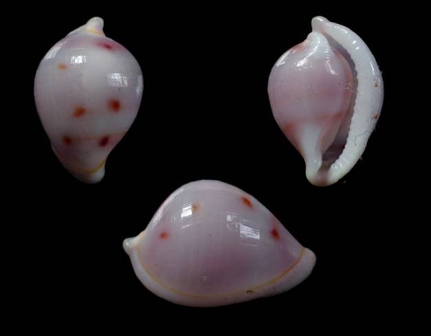 shellauction.net :: Diminovula culmen - 3635589