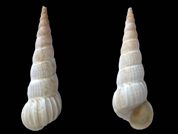 shellauction.net :: Amaea sp. - 3635623