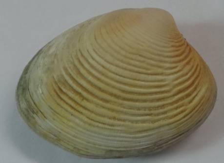 shellauction.net :: Katelysia rhytiphora - 3635741