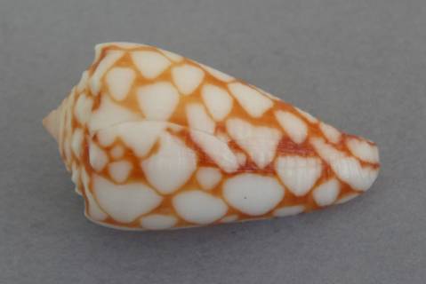 shellauction.net :: Conus crosseanus orange form - 3635911
