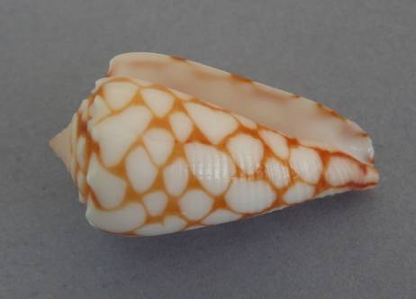 shellauction.net :: Conus crosseanus orange form - 3635911