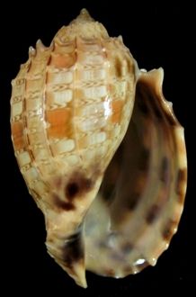 shellauction.net :: Harpa doris - 3635916