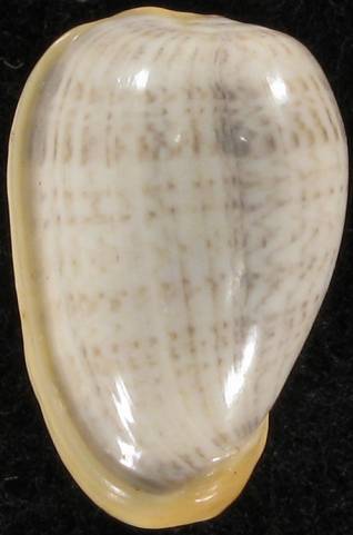 shellauction.net :: Marginella strigata - 3635943