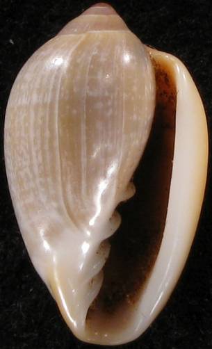 shellauction.net :: Prunum curtum - 3635944