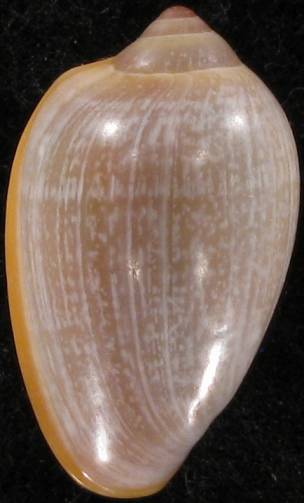 shellauction.net :: Prunum curtum - 3635944