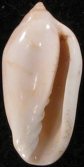 shellauction.net :: Prunum olivaeforme - 3635945