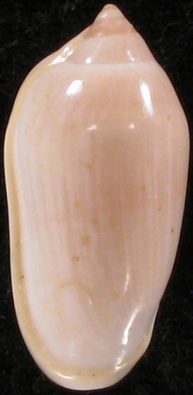 shellauction.net :: Prunum olivaeforme - 3635945