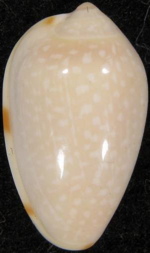 shellauction.net :: Prunum roscidum - 3635946