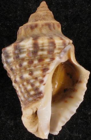 shellauction.net :: Indothais gradata - 3635953