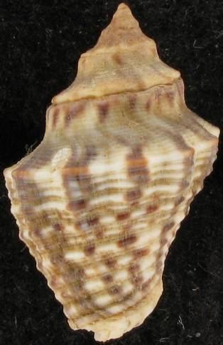 shellauction.net :: Indothais gradata - 3635953