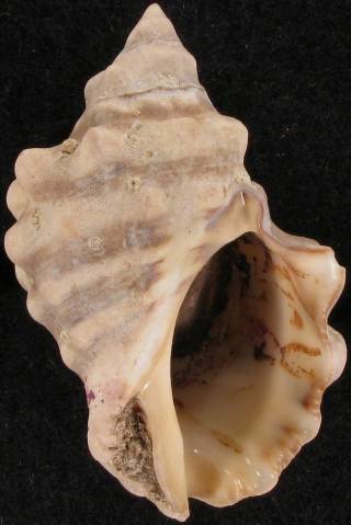 shellauction.net :: Mancinella capensis - 3635955