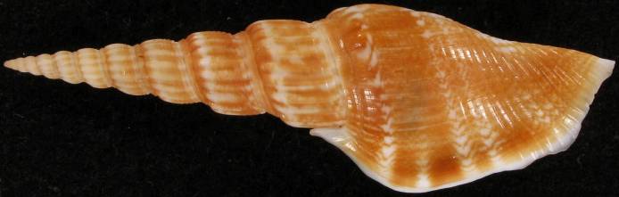 shellauction.net :: Doxander operosus - 3635976