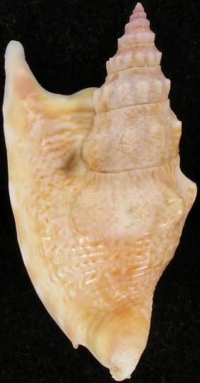 shellauction.net :: Euprotomus vomer - 3635977