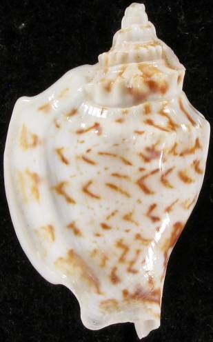 shellauction.net :: Ministrombus variabilis - 3635978