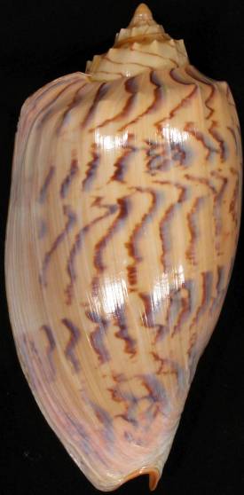 shellauction.net :: Amoria hunteri - 3635979