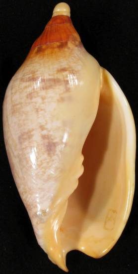 shellauction.net :: Ericusa papillosa - 3635986