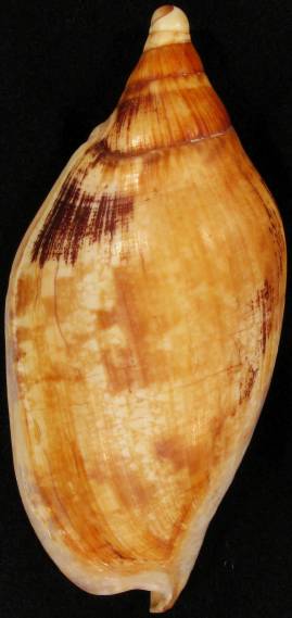 shellauction.net :: Ericusa papillosa f. kenyoniana - 3635987