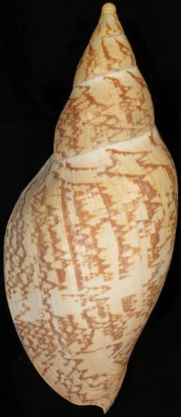 shellauction.net :: Ericusa sowerbyi - 3635989