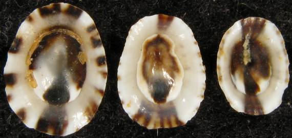 shellauction.net :: Patelloida mimula - 3635998