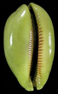 shellauction.net :: Cypraea eglantina - 3636012