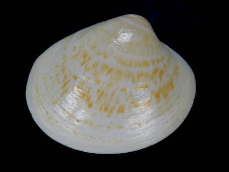 shellauction.net :: Pitar subpellucidus - 3636018