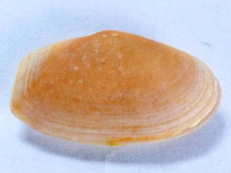 shellauction.net :: Gari anomala - 3636025