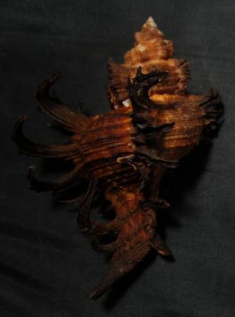 shellauction.net :: Chicoreus cornucervi - 3636066