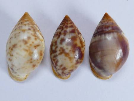 shellauction.net :: Pythia scarabaeus - 3636069