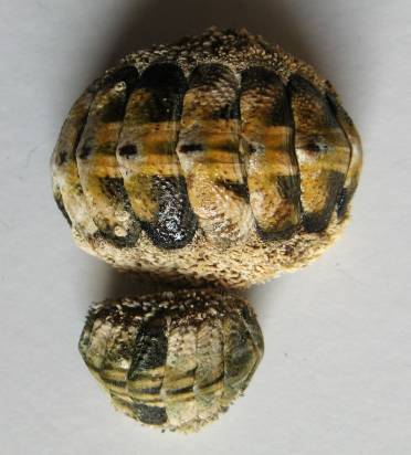 shellauction.net :: Acanthopleura gemmata - 3636072