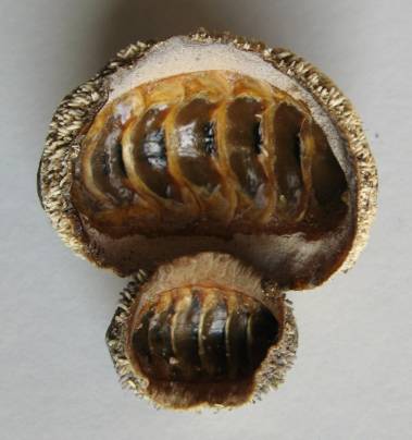 shellauction.net :: Acanthopleura gemmata - 3636072