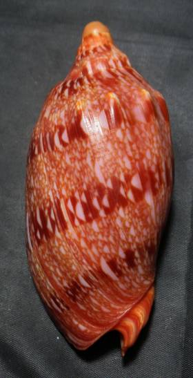 shellauction.net :: Cymbiola innexa - 3636094