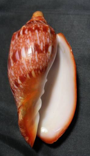 shellauction.net :: Cymbiola innexa - 3636094