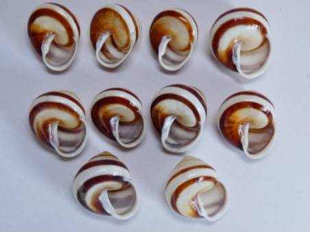 shellauction.net :: Papuina boivini - 3636098