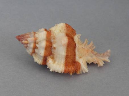 shellauction.net :: Chicomurex venustulus - 3636107